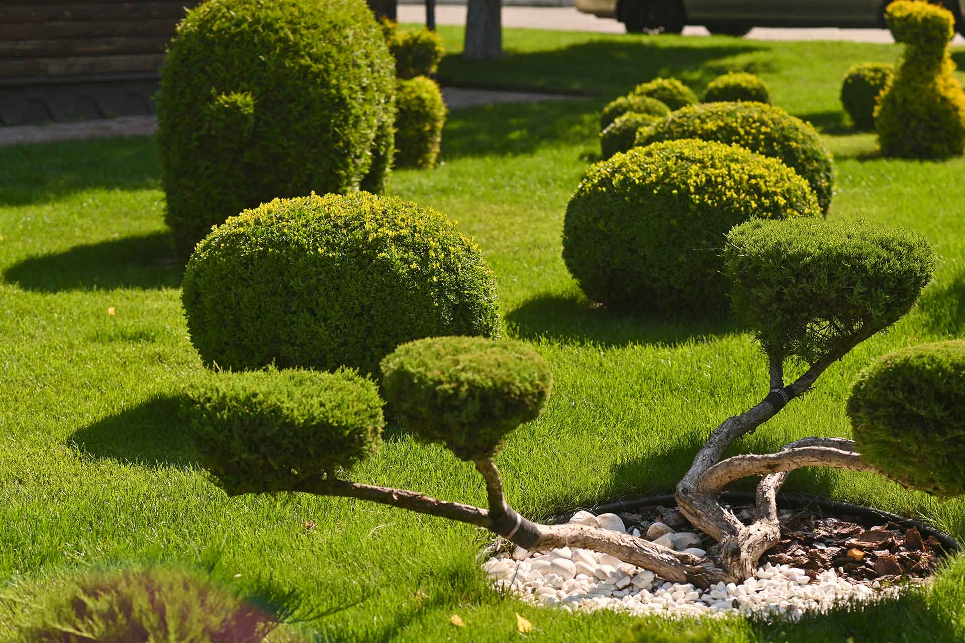 Home - JOSE LANDSCAPING & TREE REMOVAL